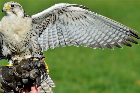 Falconry in Kent | Trackdays.co.uk