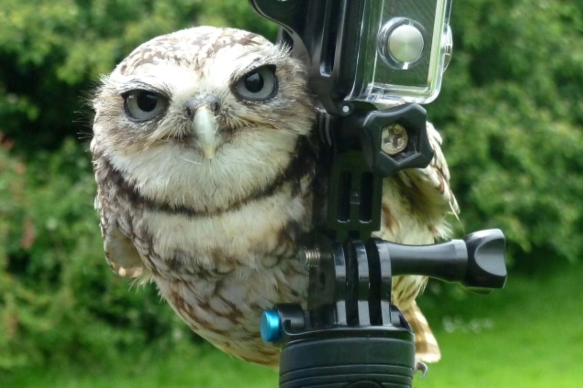 Book this hands on 90 Minute Junior Owl Experience in Tunbridge Wells